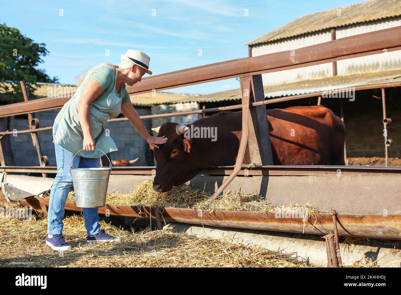 Female mature worker near paddock with cow on farm Stock Photo - Alamy