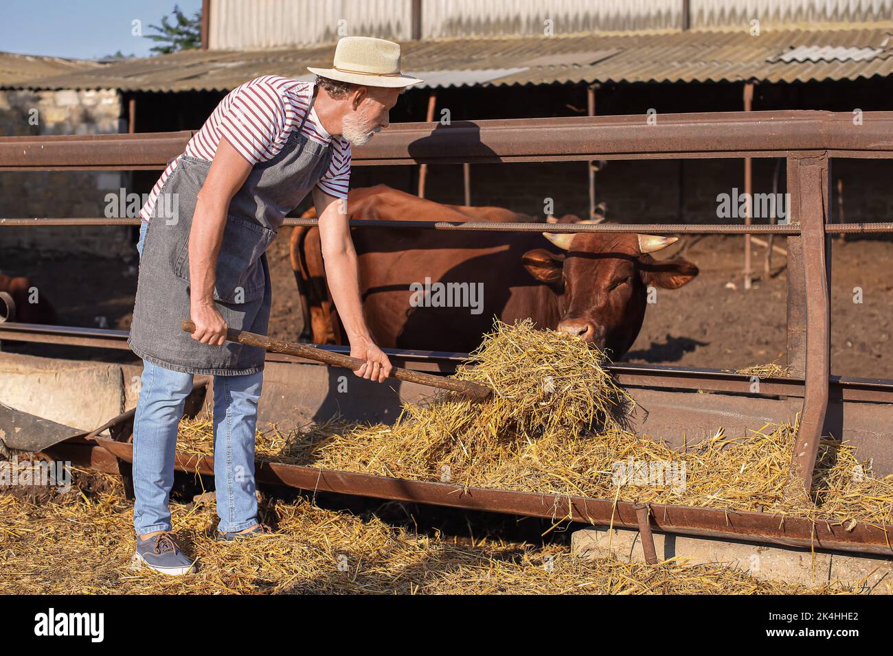Worker feeding cow on hi-res stock photography and images - Alamy