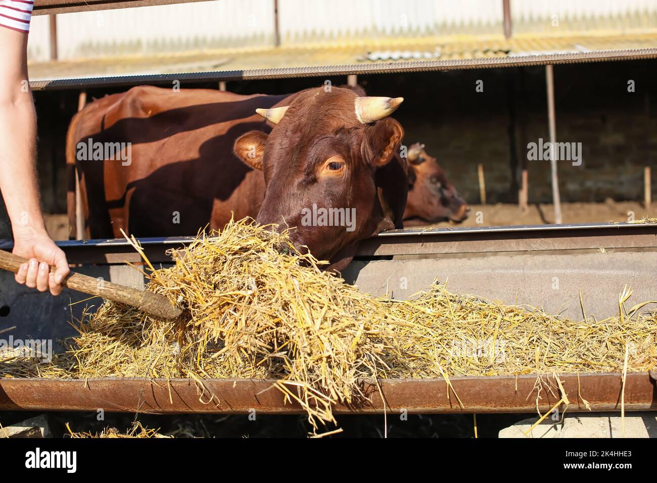 Adult cow eating hay in paddock on farm Stock Photo - Alamy