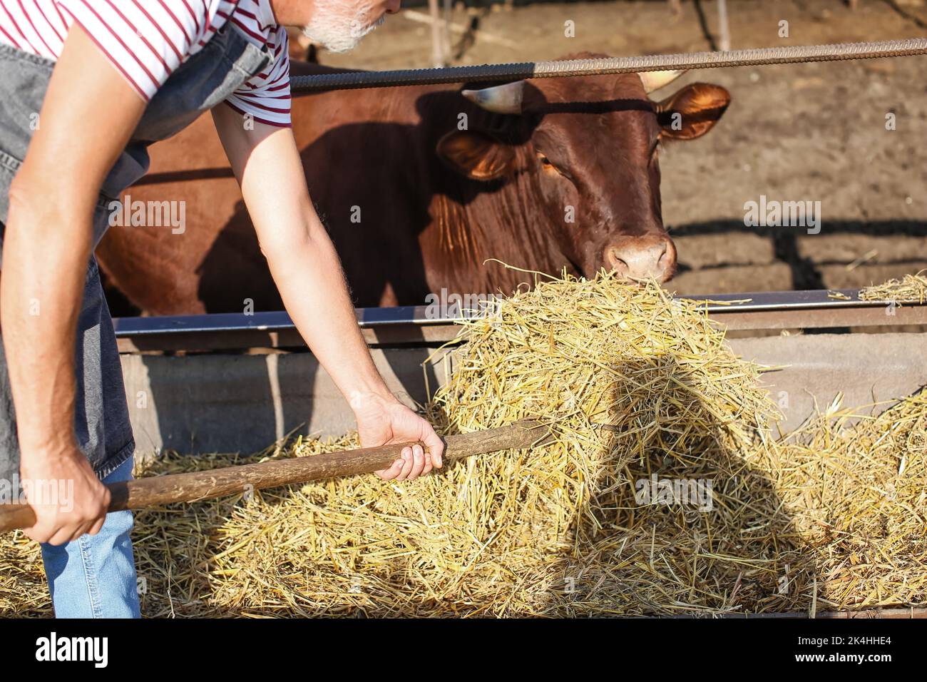 Male mature worker near paddock with cow on farm Stock Photo - Alamy