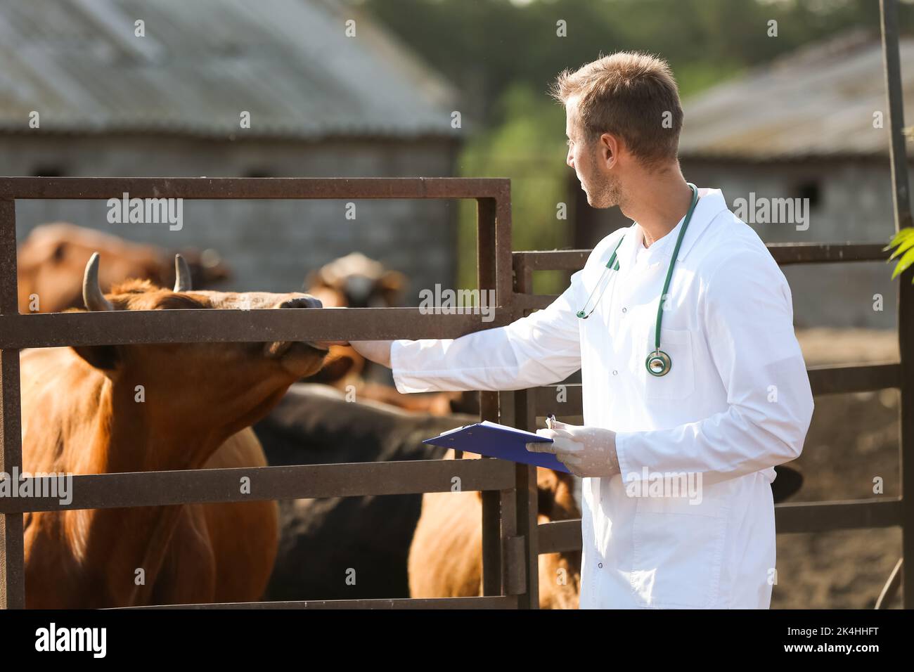 Veterinarian examining cow in paddock on farm Stock Photo - Alamy