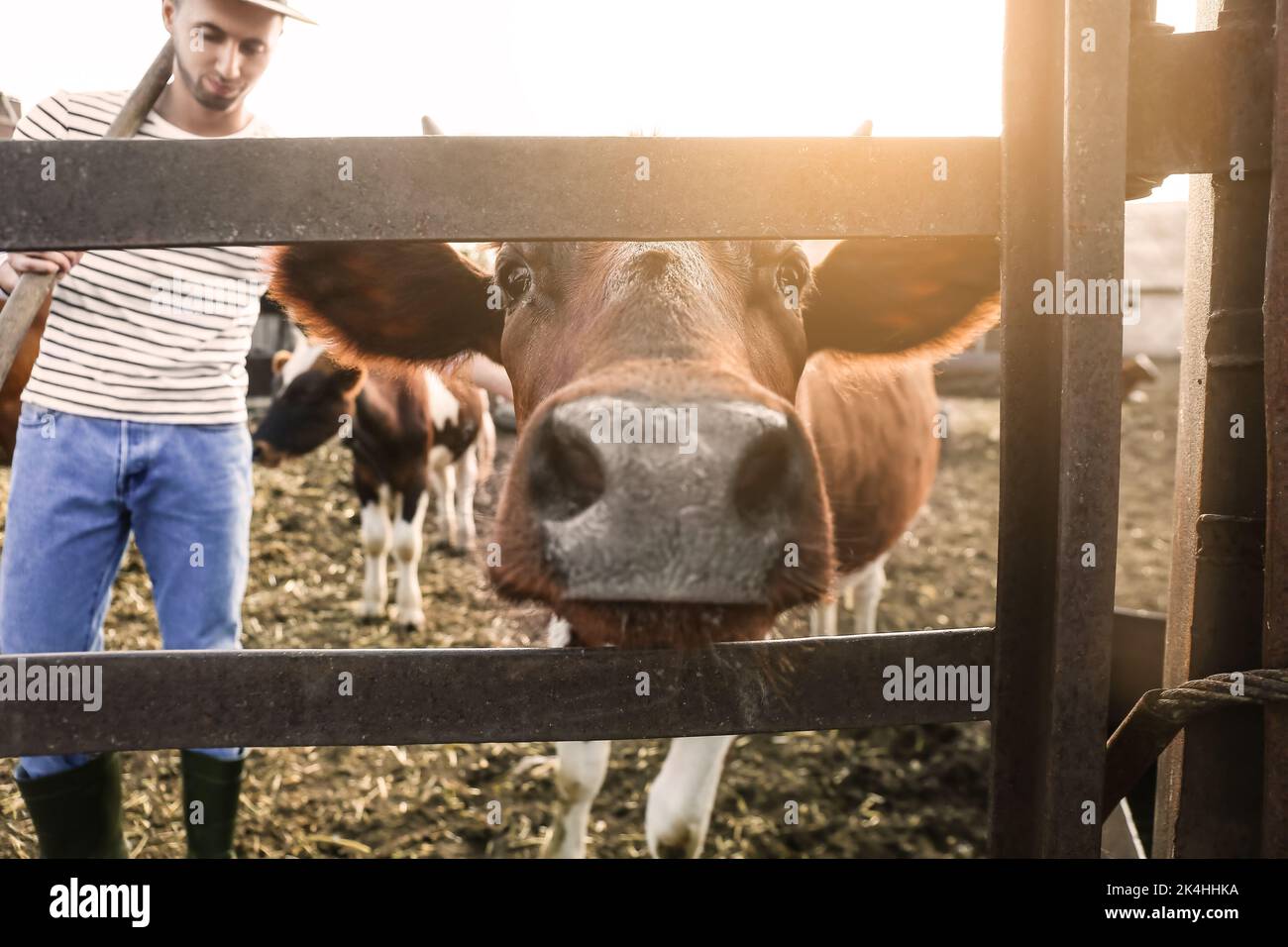 Funny portrait cow muzzle hi-res stock photography and images - Alamy