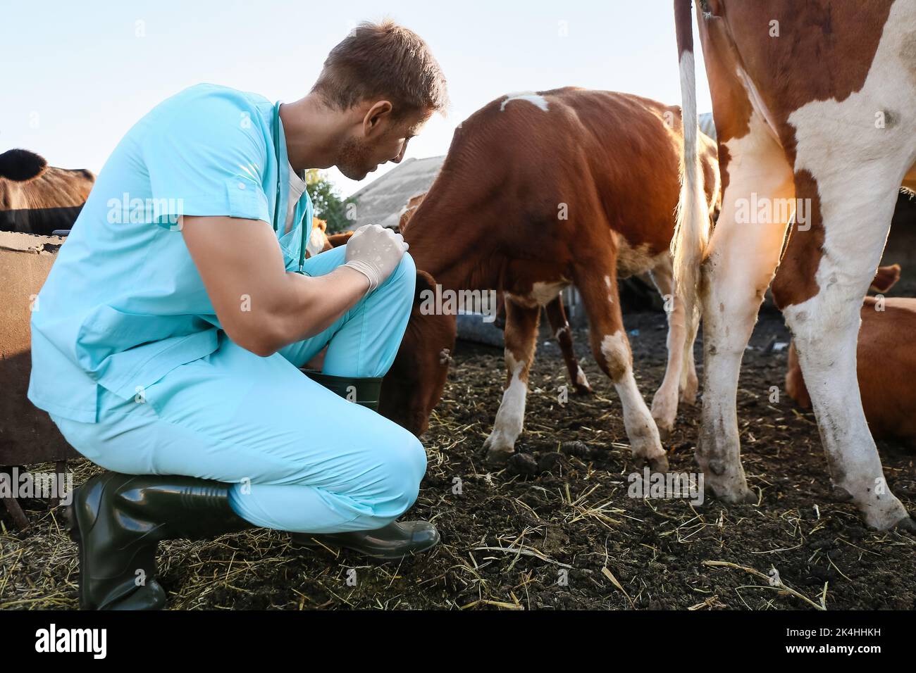 Veterinarian examining cow in paddock on farm Stock Photo - Alamy