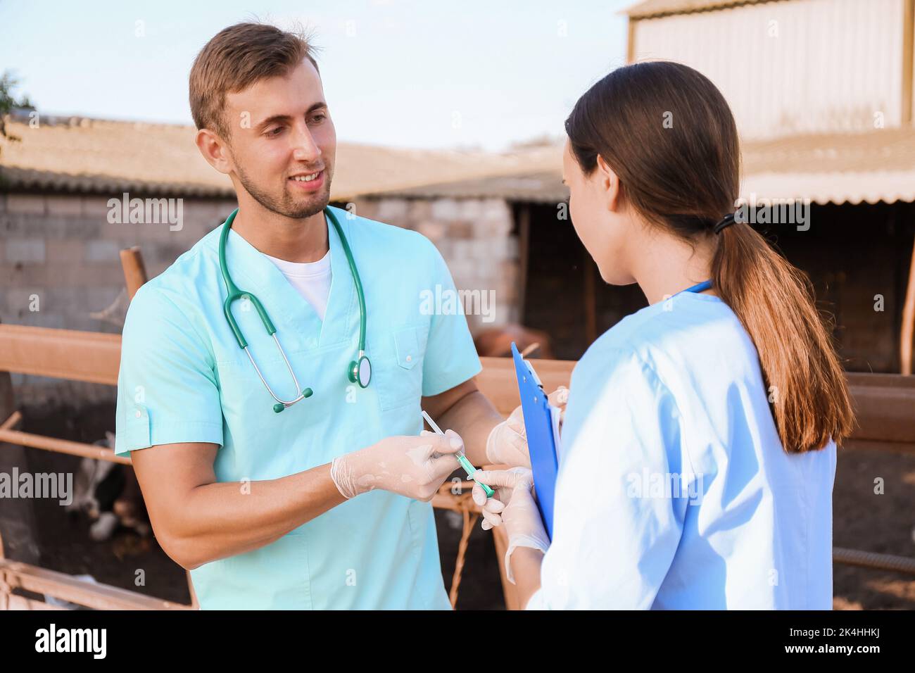 Vaccine injection cattle hi-res stock photography and images - Alamy