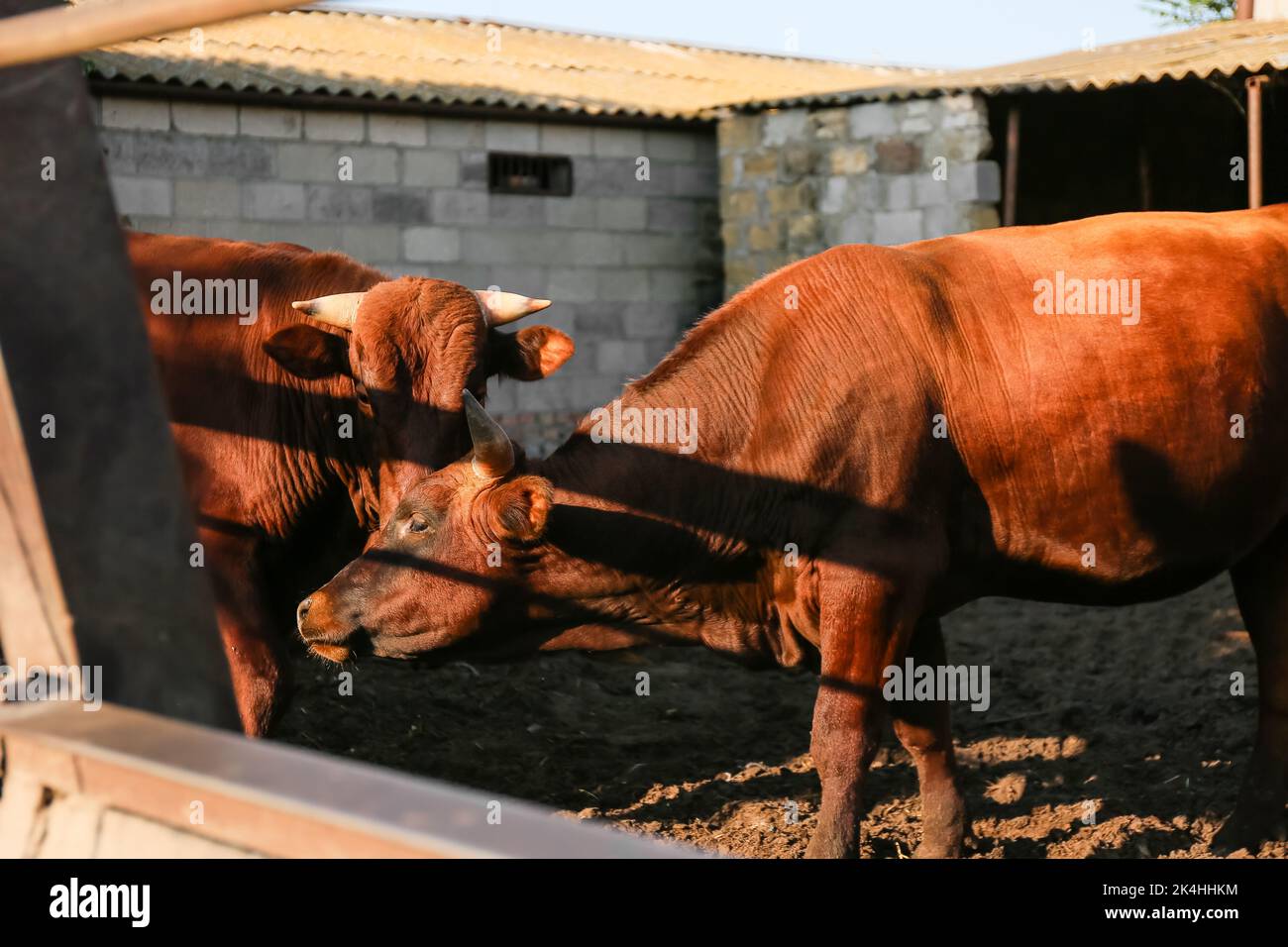 Adult cows in paddock on farm Stock Photo - Alamy