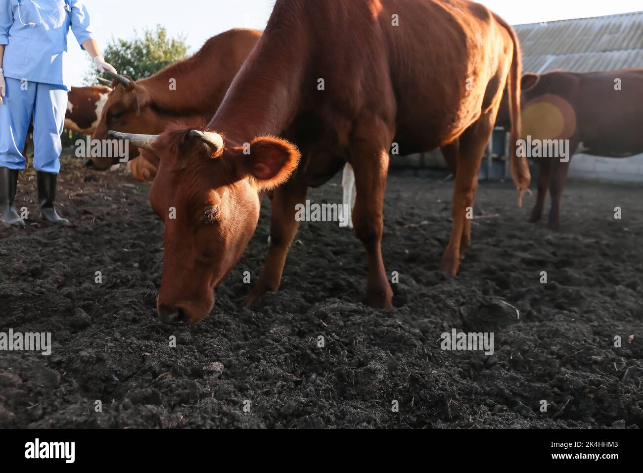 Cute cow in paddock on farm Stock Photo - Alamy