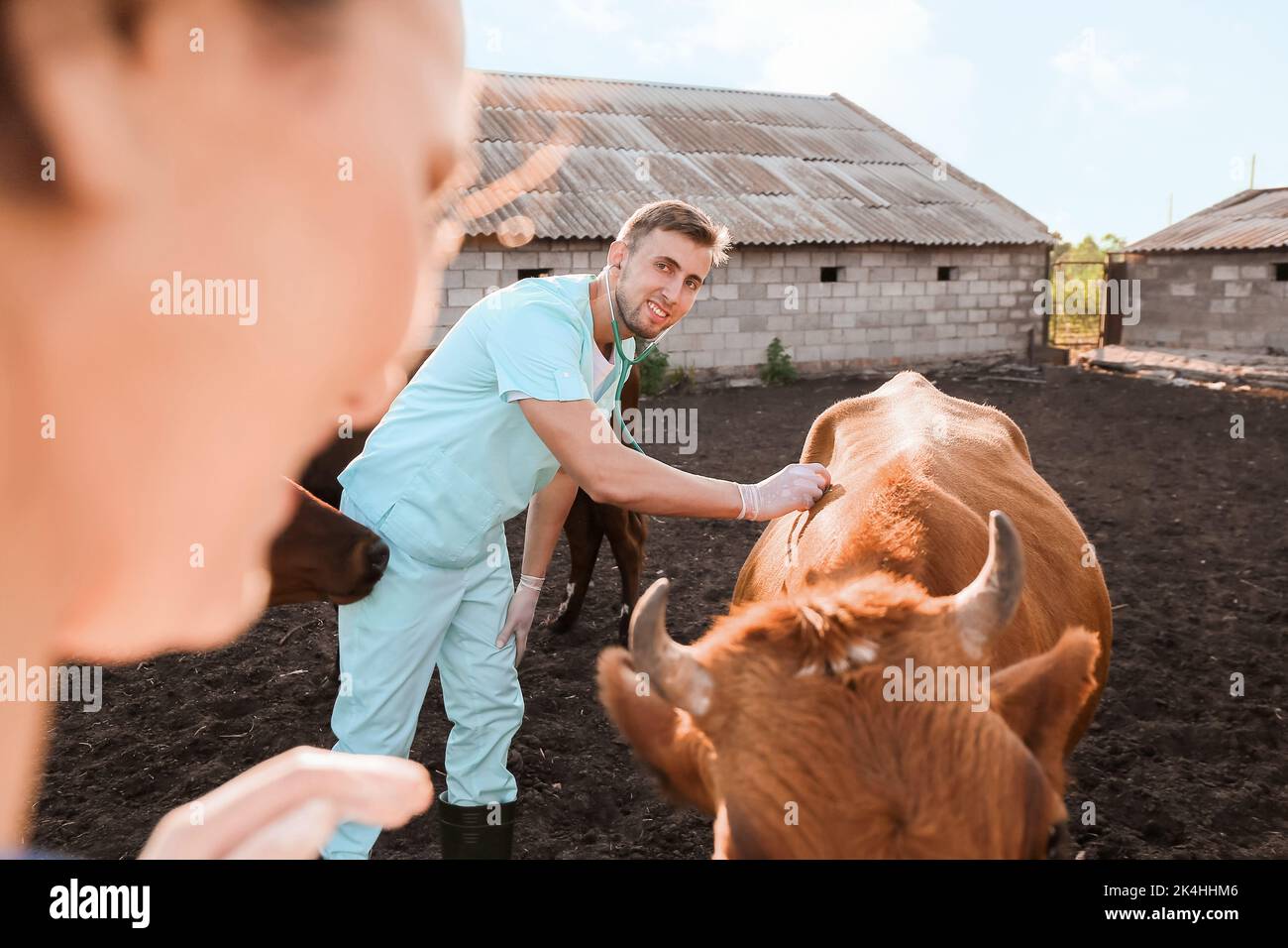 Veterinarian examining cow in paddock on farm Stock Photo - Alamy