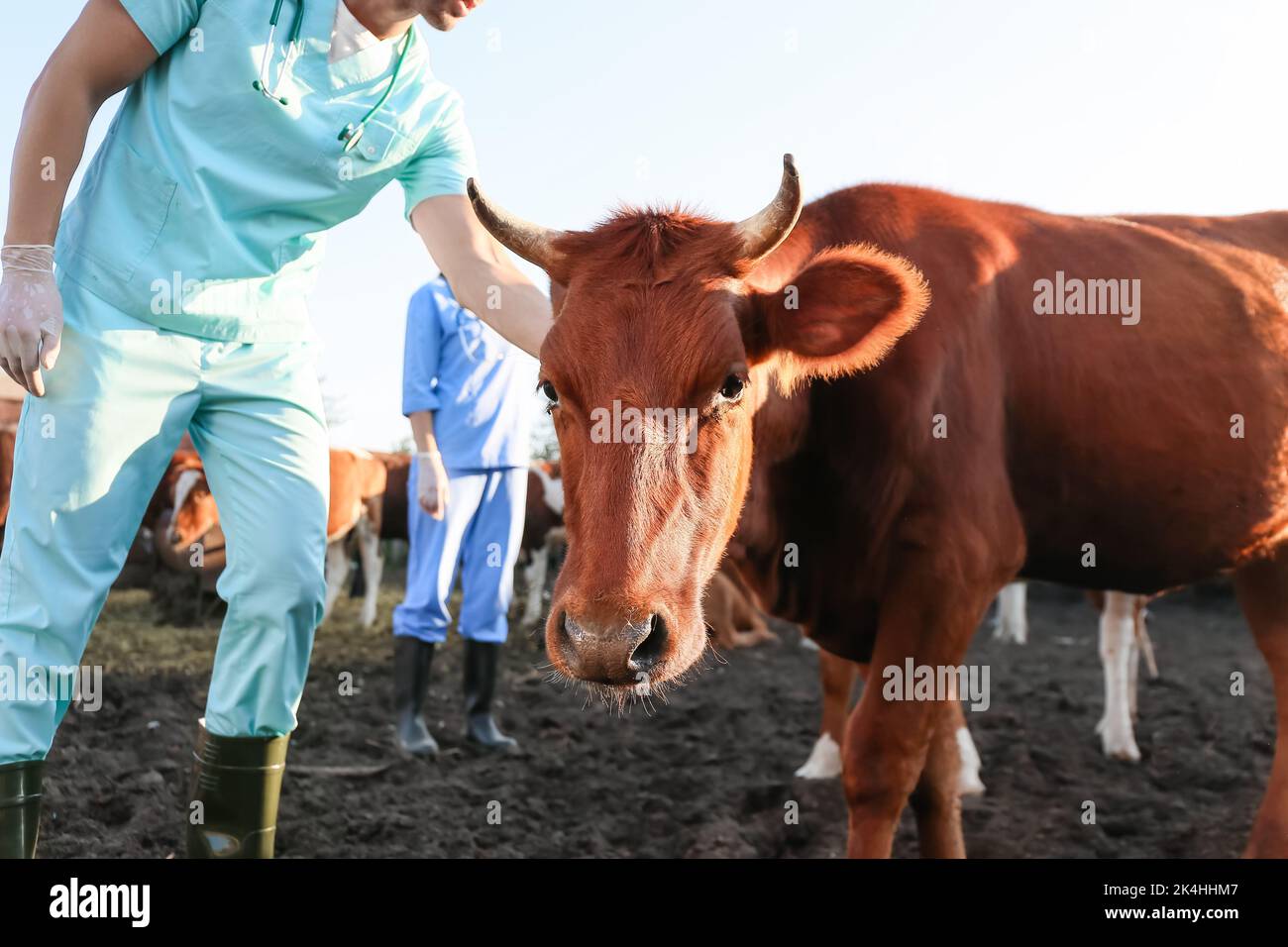 Veterinarian examining cow in paddock on farm Stock Photo - Alamy