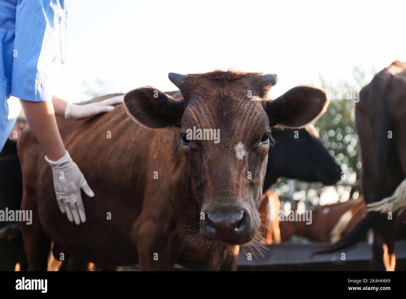 Veterinarian examining cow in paddock on farm Stock Photo - Alamy