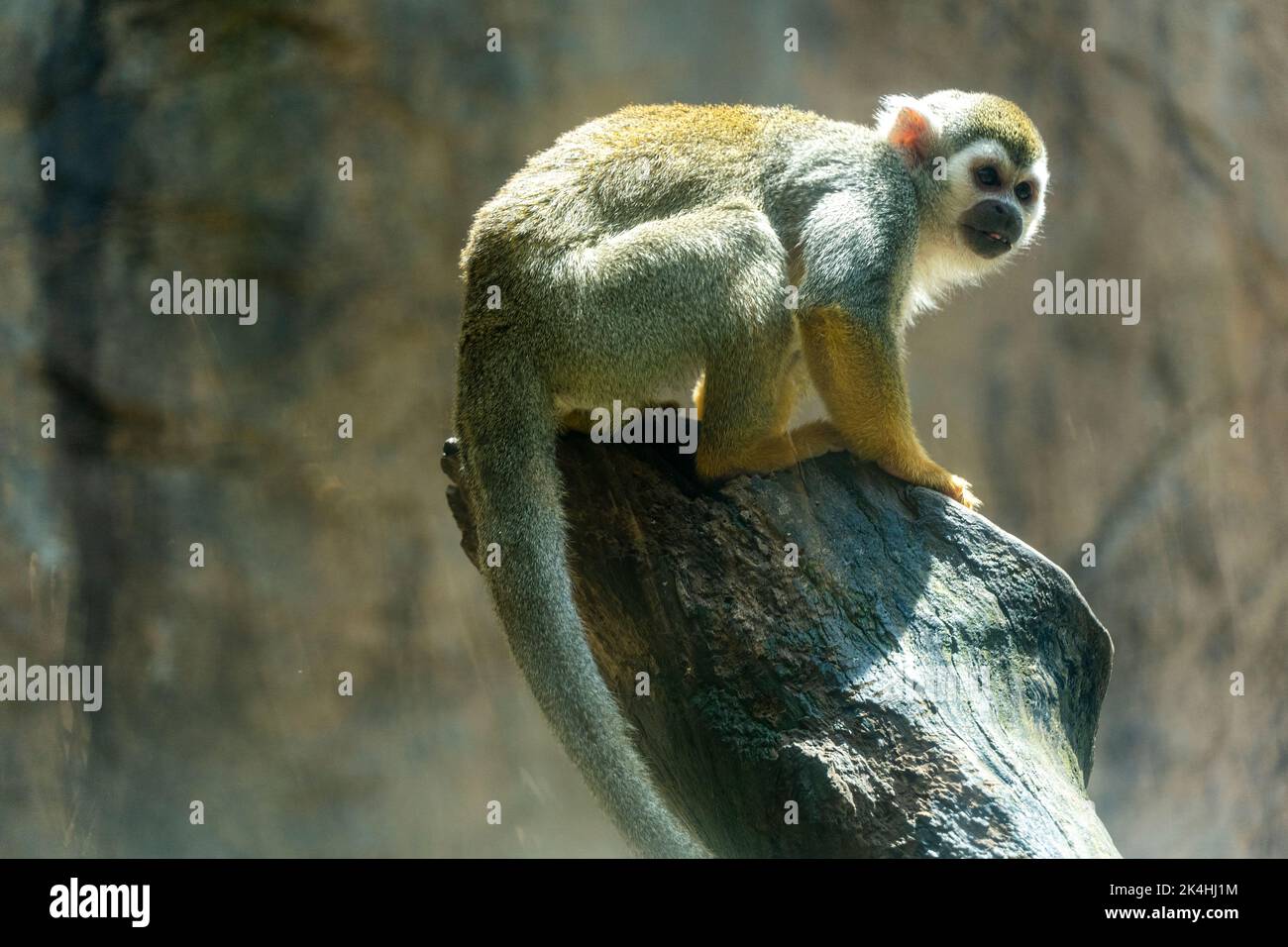 White-headed Capuchin, black monkey sitting on tree branch in the dark ...