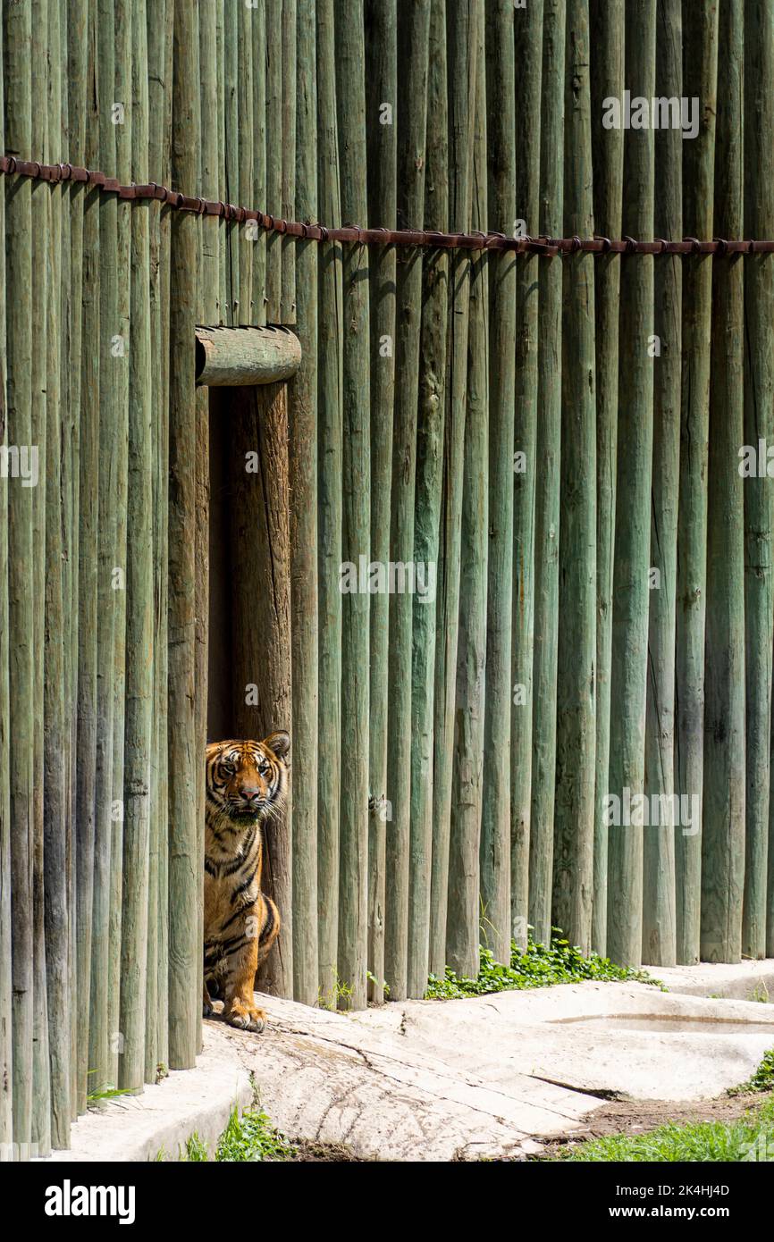 two bengal tigers, Panthera tigris tigris walking inside their shelter ...