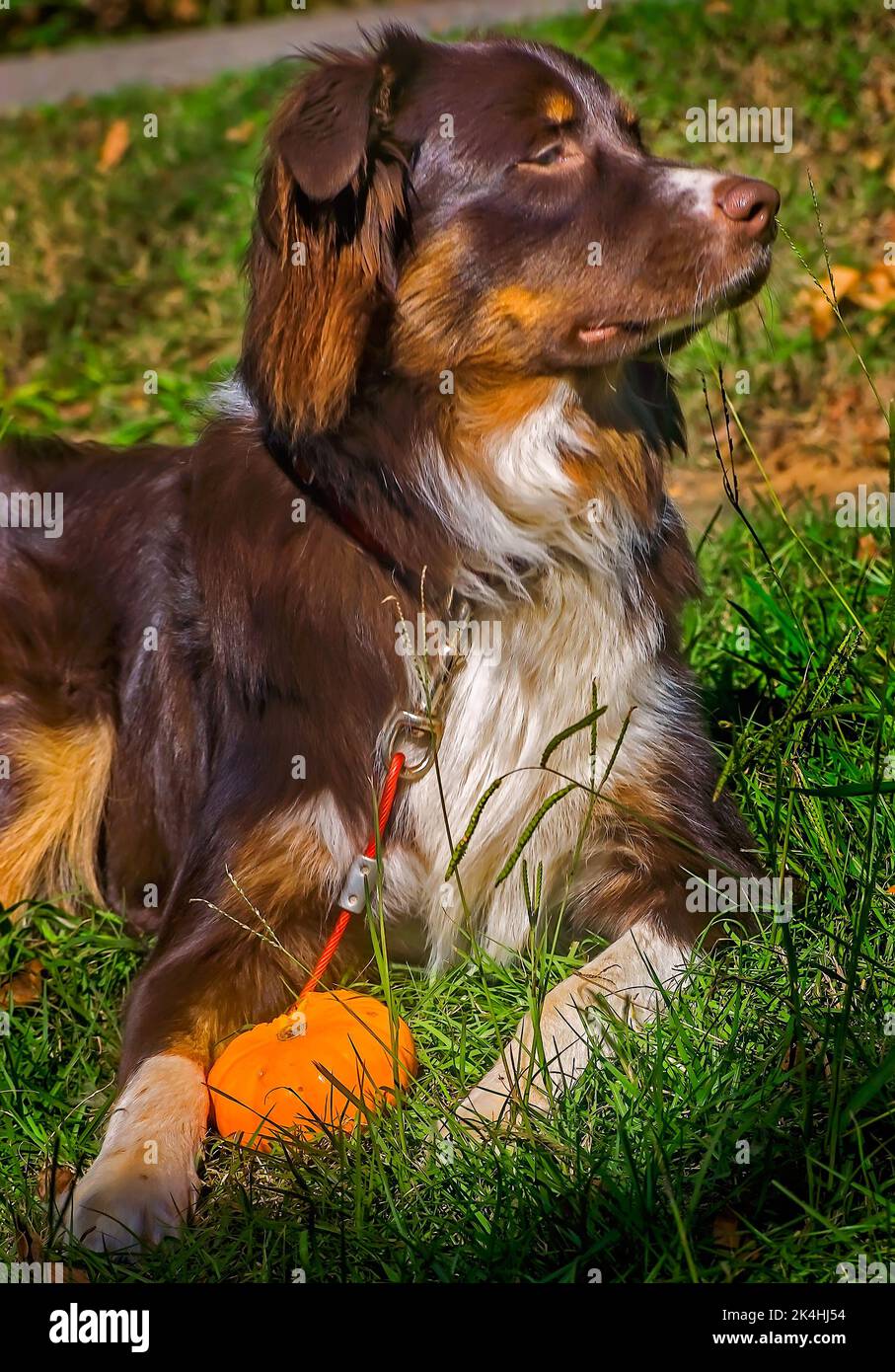 Australian shepherd with pumpkin hi-res stock photography and images ...