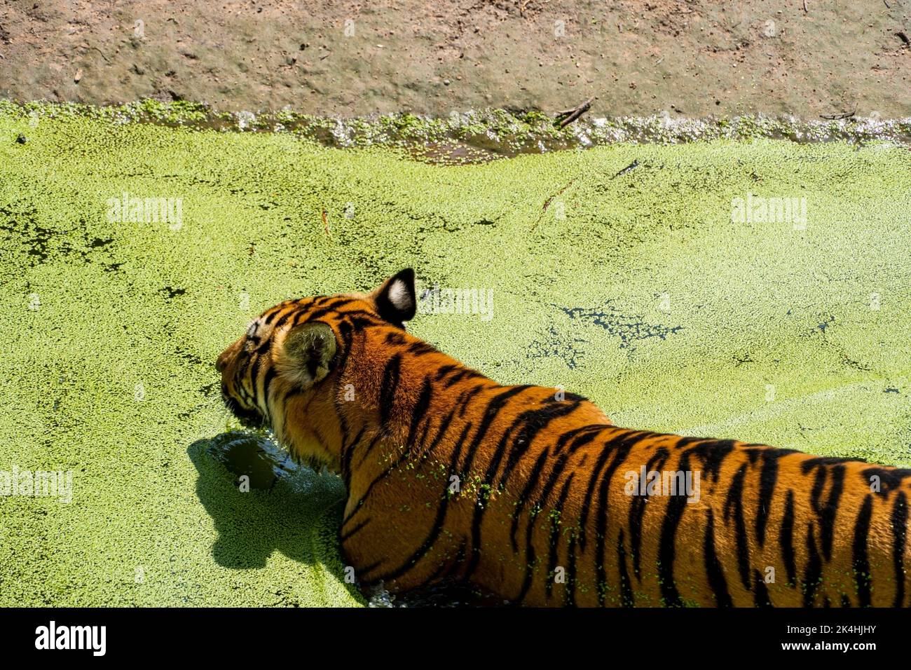 bengal tiger, Panthera tigris tigris, swimming to cool off, beautiful ...