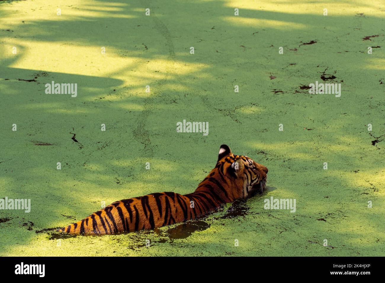 Mexico tiger guadalajara hi-res stock photography and images - Alamy