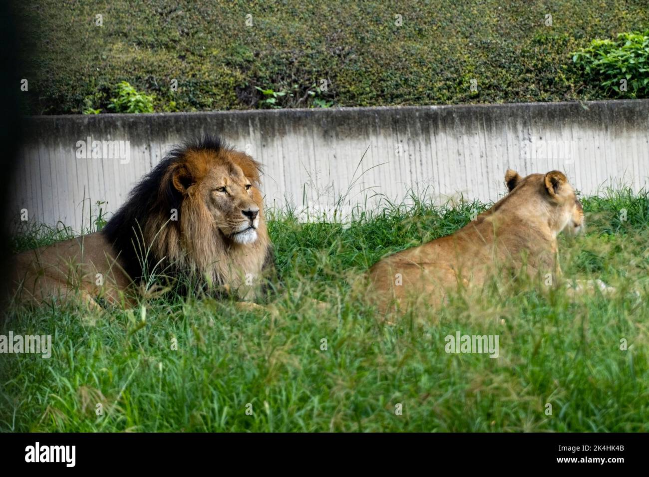 lion and lioness sitting resting on the grass, zoo mexico Stock Photo ...