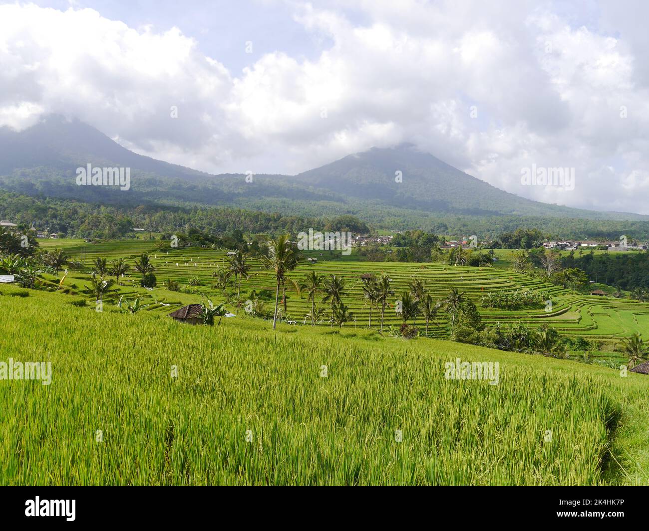 Jatiluwih Rice Terraces - Scenic area with verdant, undulating rice ...