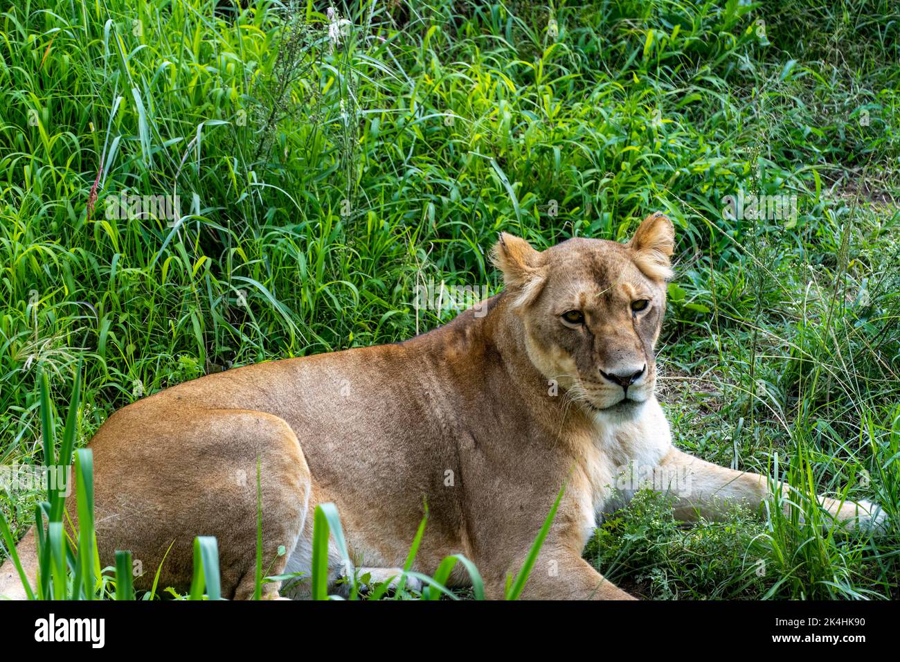 Panthera leo, lioness sitting on the grass resting, guadalajara zoo ...