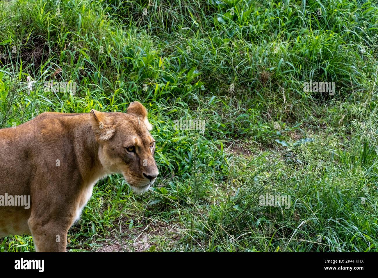 Panthera leo, lioness sitting on the grass resting, guadalajara zoo ...
