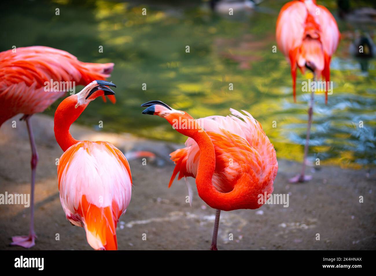 A flock of pink flamingos. Pink flamingo beauty birds. Caribbean ...