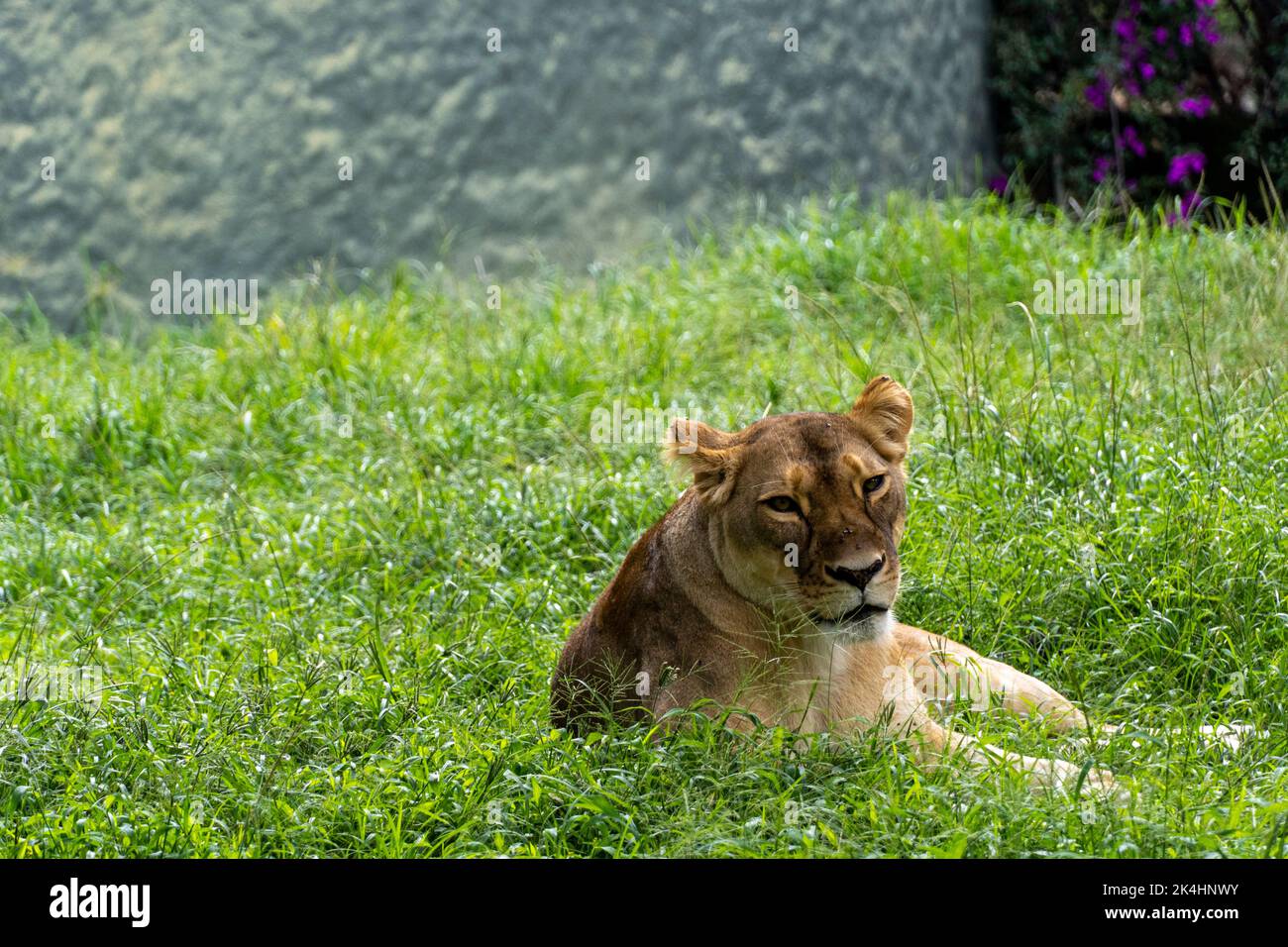 Panthera leo, lioness sitting on the grass resting, guadalajara zoo ...