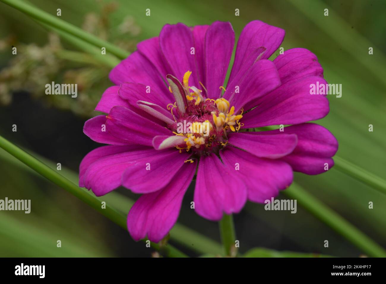 Purple zinnia flower Stock Photo - Alamy