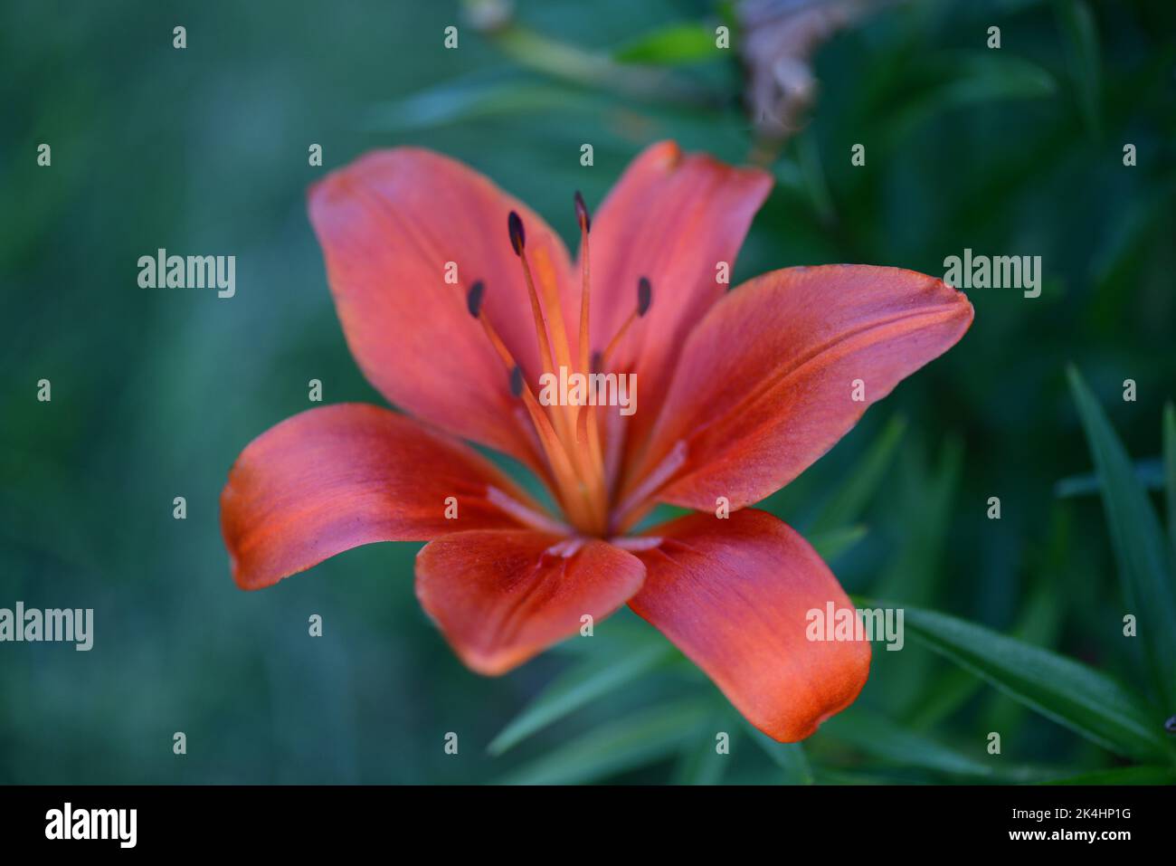 Red lily flower Stock Photo - Alamy