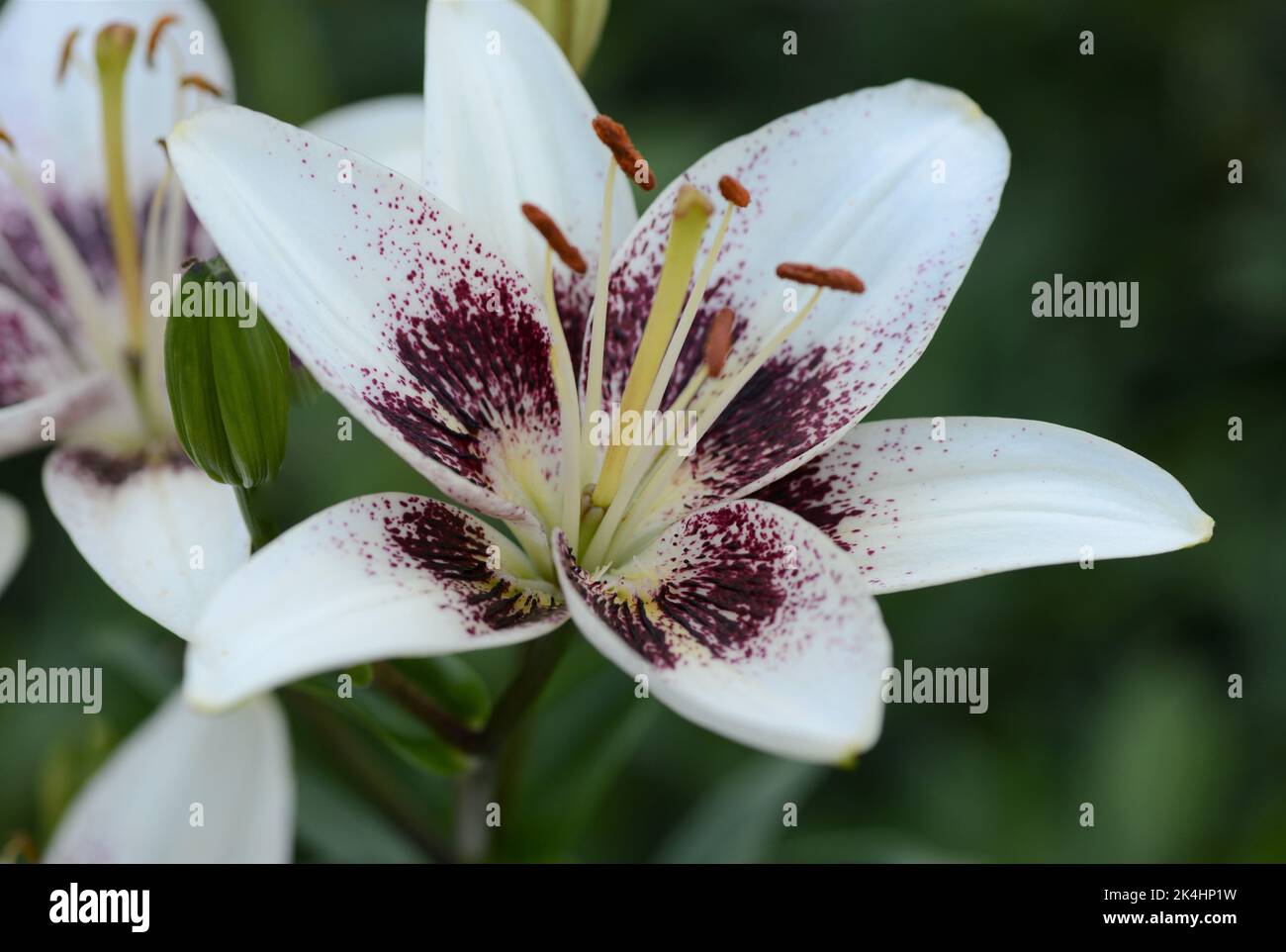 White a maroon lilies Stock Photo - Alamy