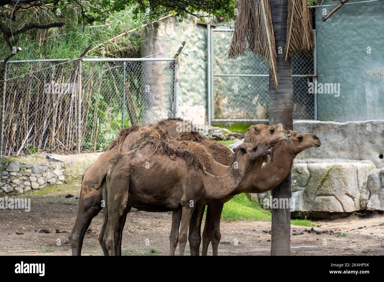 three dromerariums at the zoo in poor conditions, mexico, guadalajara ...