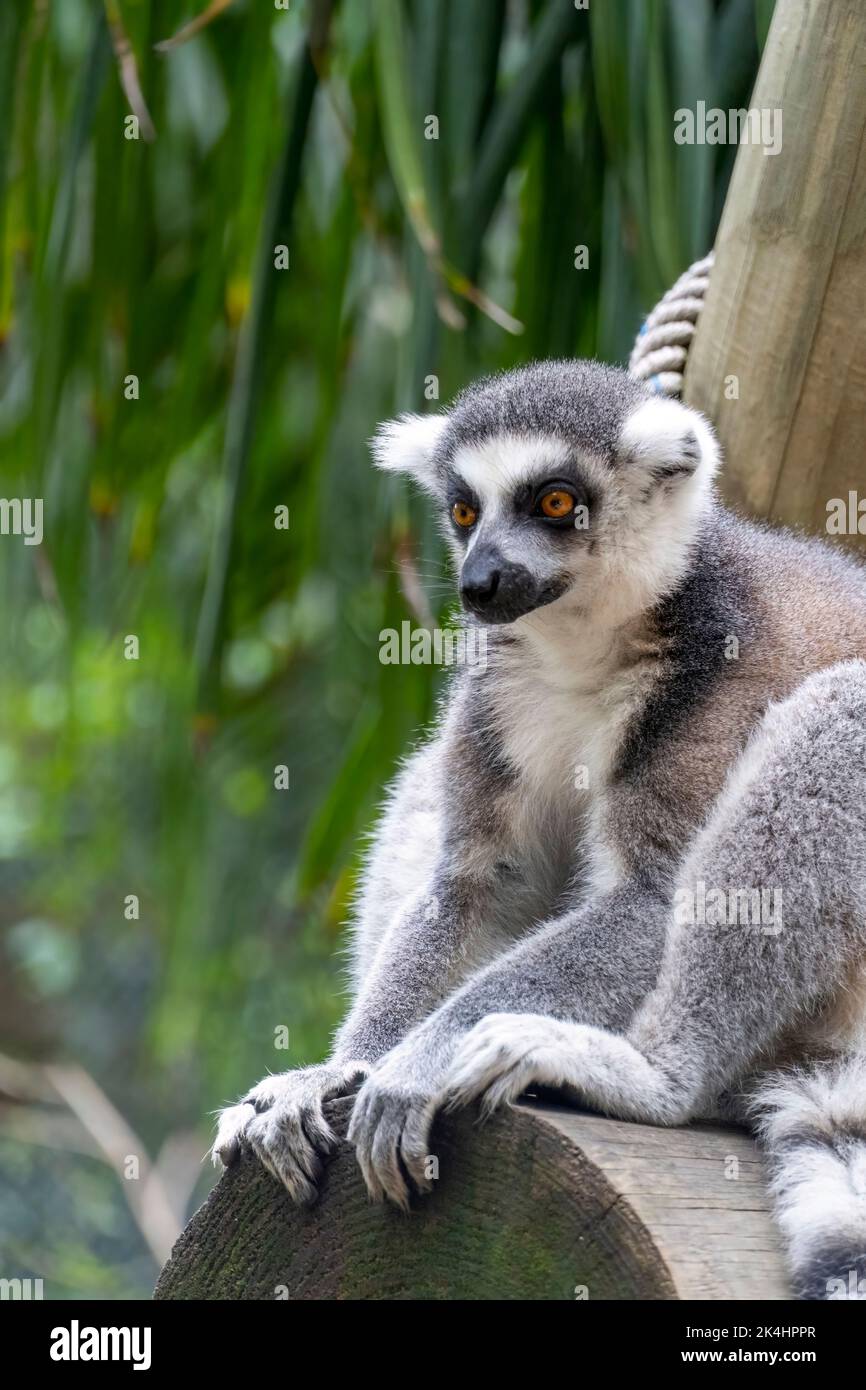anillsfs tailed lemur, Lemuroidea, sitting quietly on a branch ...