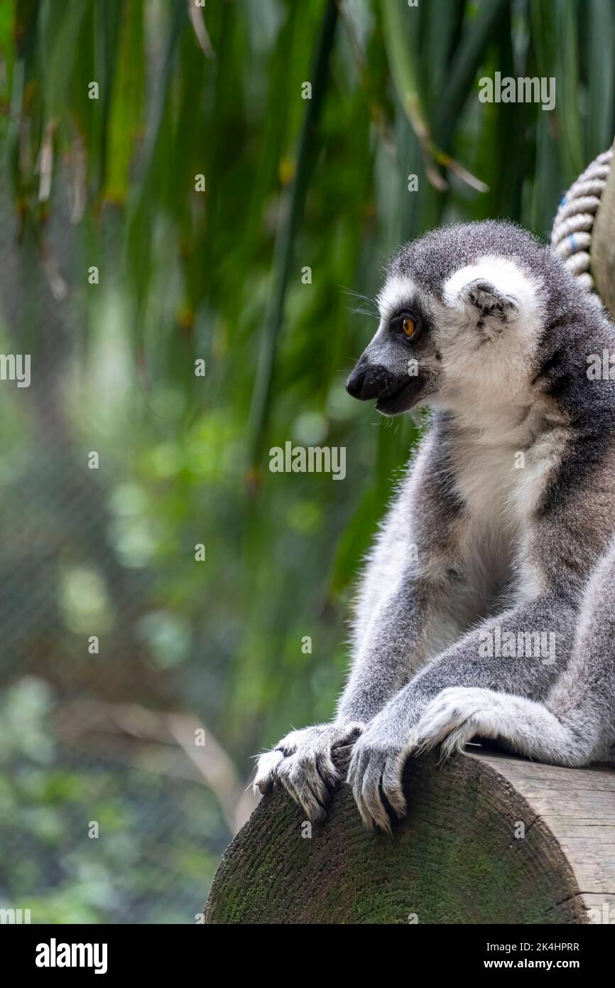 ring tailed lemur, sitting observing its environment, hairy animal ...