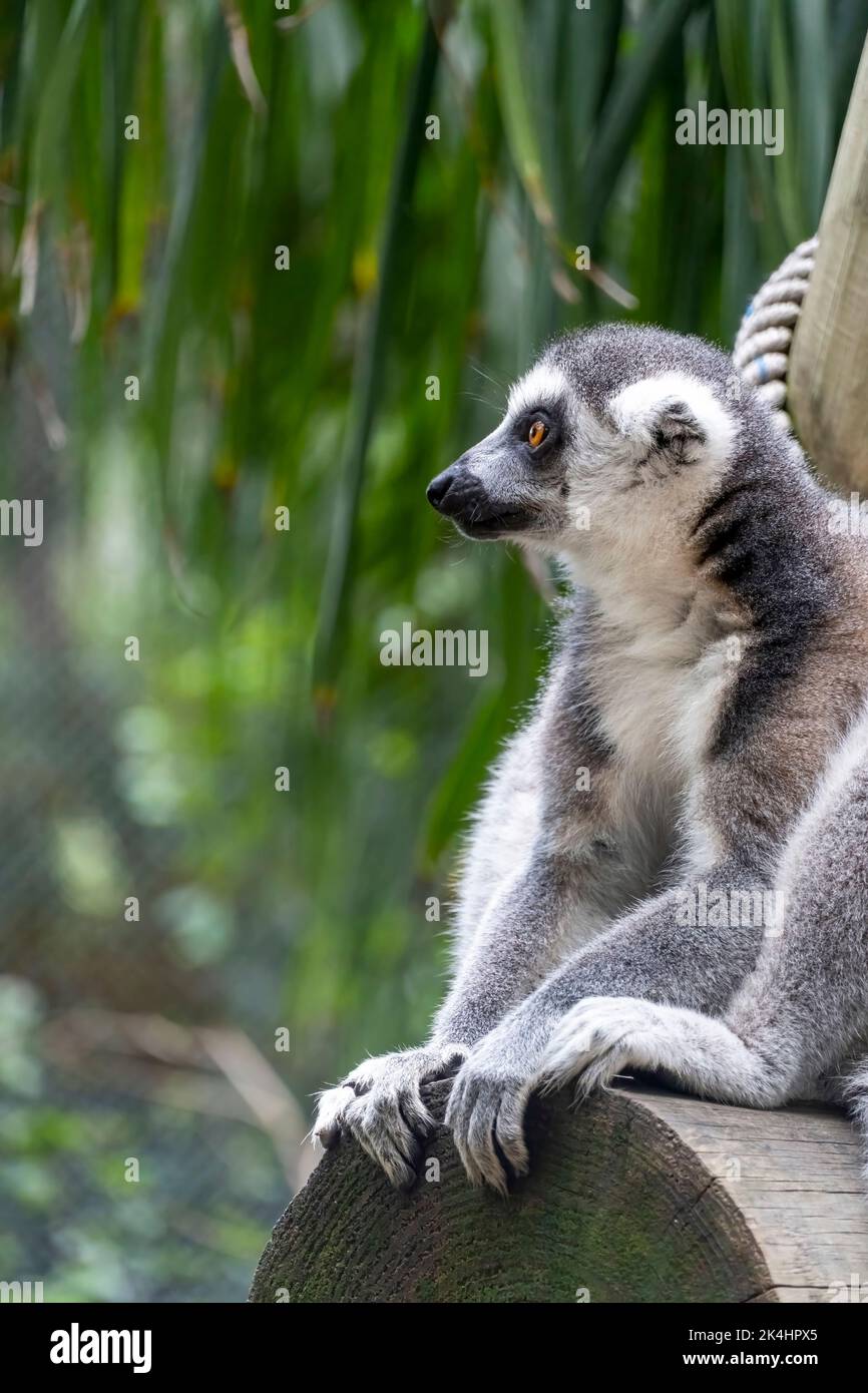 anillsfs tailed lemur, Lemuroidea, sitting quietly on a branch ...