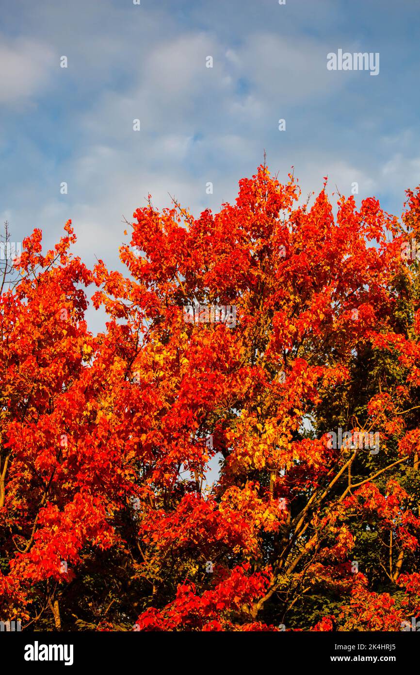 Maple tree turned red and orange with a blue sky and white clouds ...