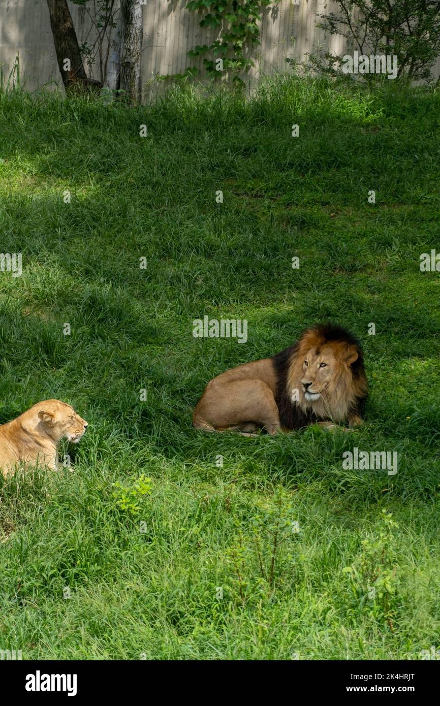 lion and lioness sitting resting on the grass, zoo mexico Stock Photo ...