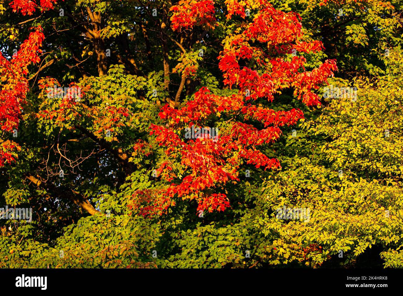 Maple tree turning red and orange in October, horizontal Stock Photo ...