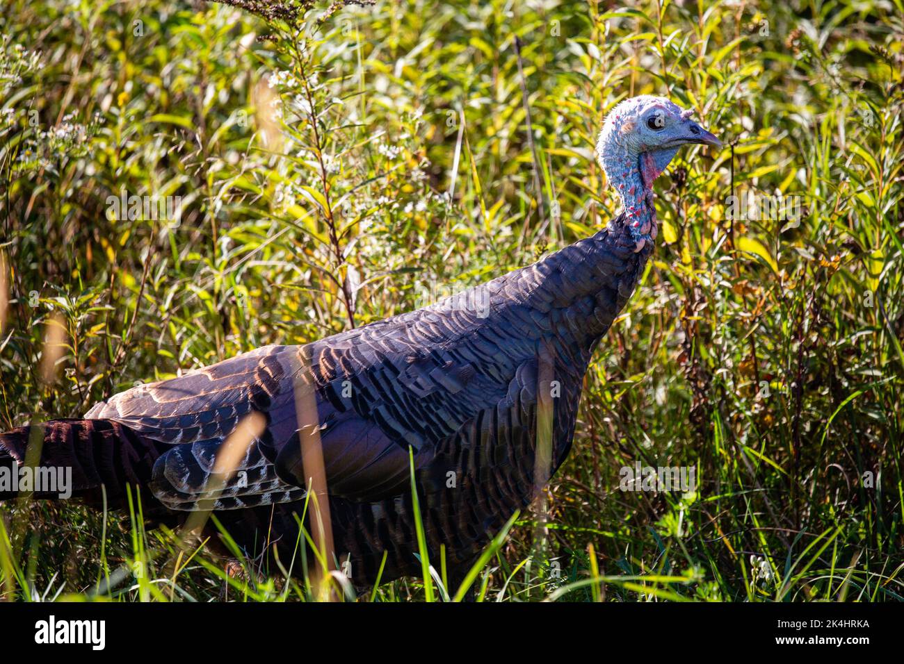 Wild Turkey (Meleagris gallopavo) close up in a Wisconsin field ...