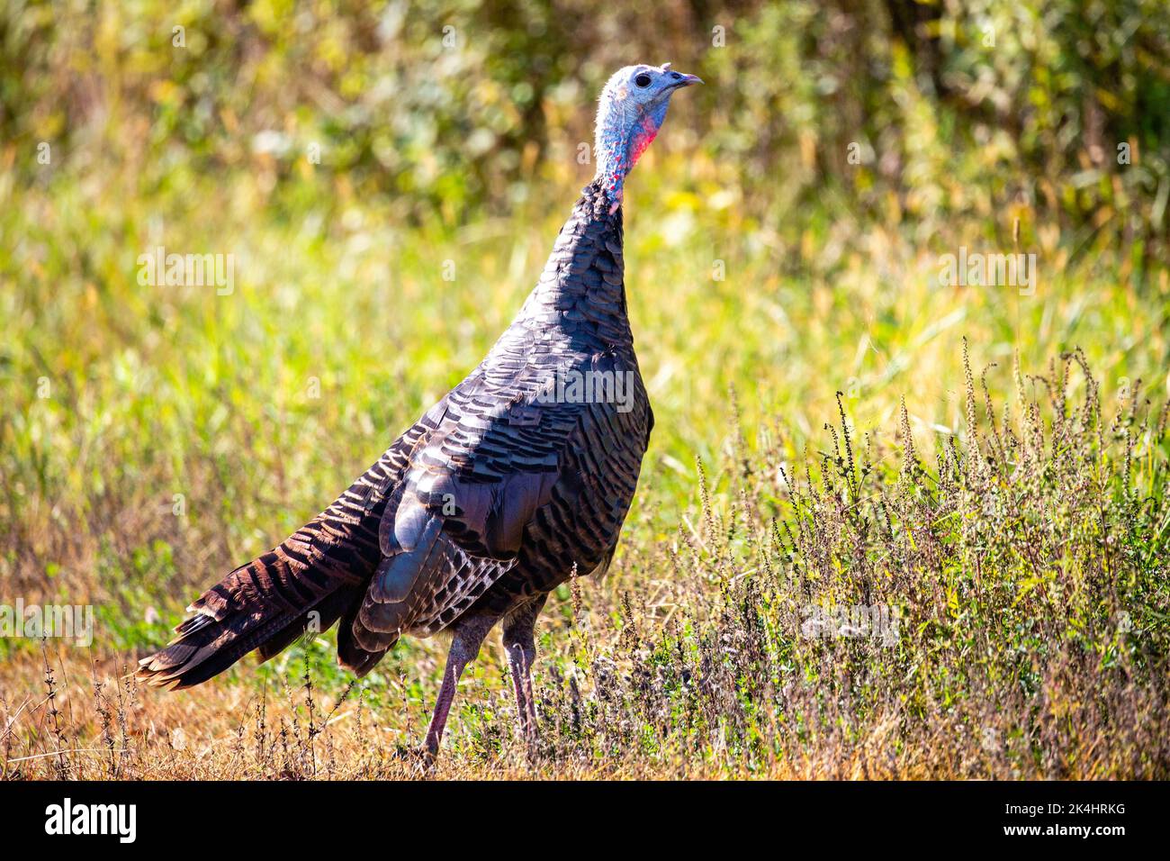 Wild Turkey (Meleagris gallopavo) close up in a Wisconsin forest ...