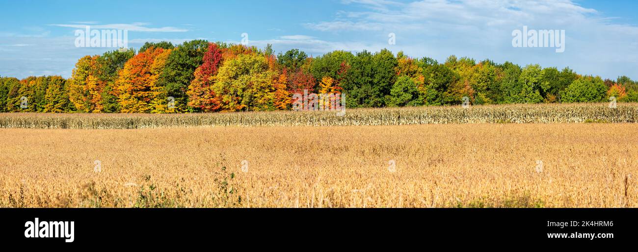 Wisconsin corn, soybeans and colorful autamn trees in October, panorama ...