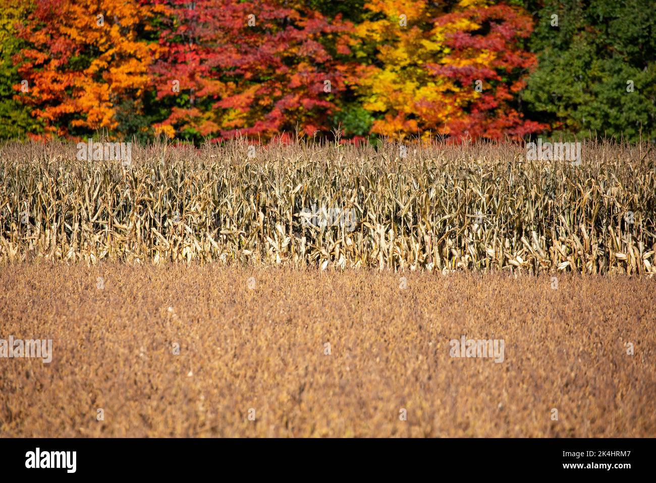 Wisconsin corn, soybeans and colorful autamn trees in October ...
