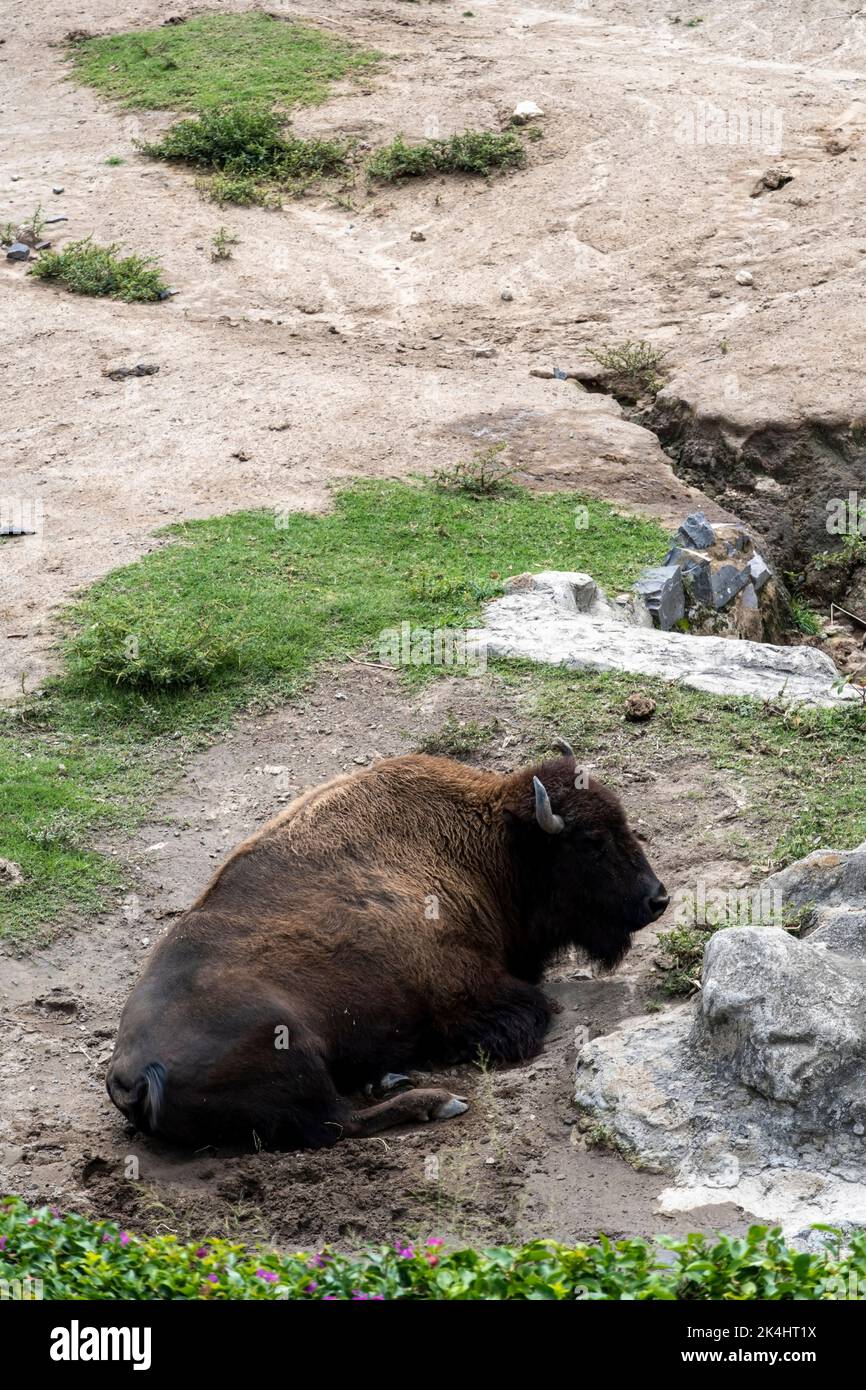 american bison, sitting next to a stone resting, zoo, mexico Stock ...