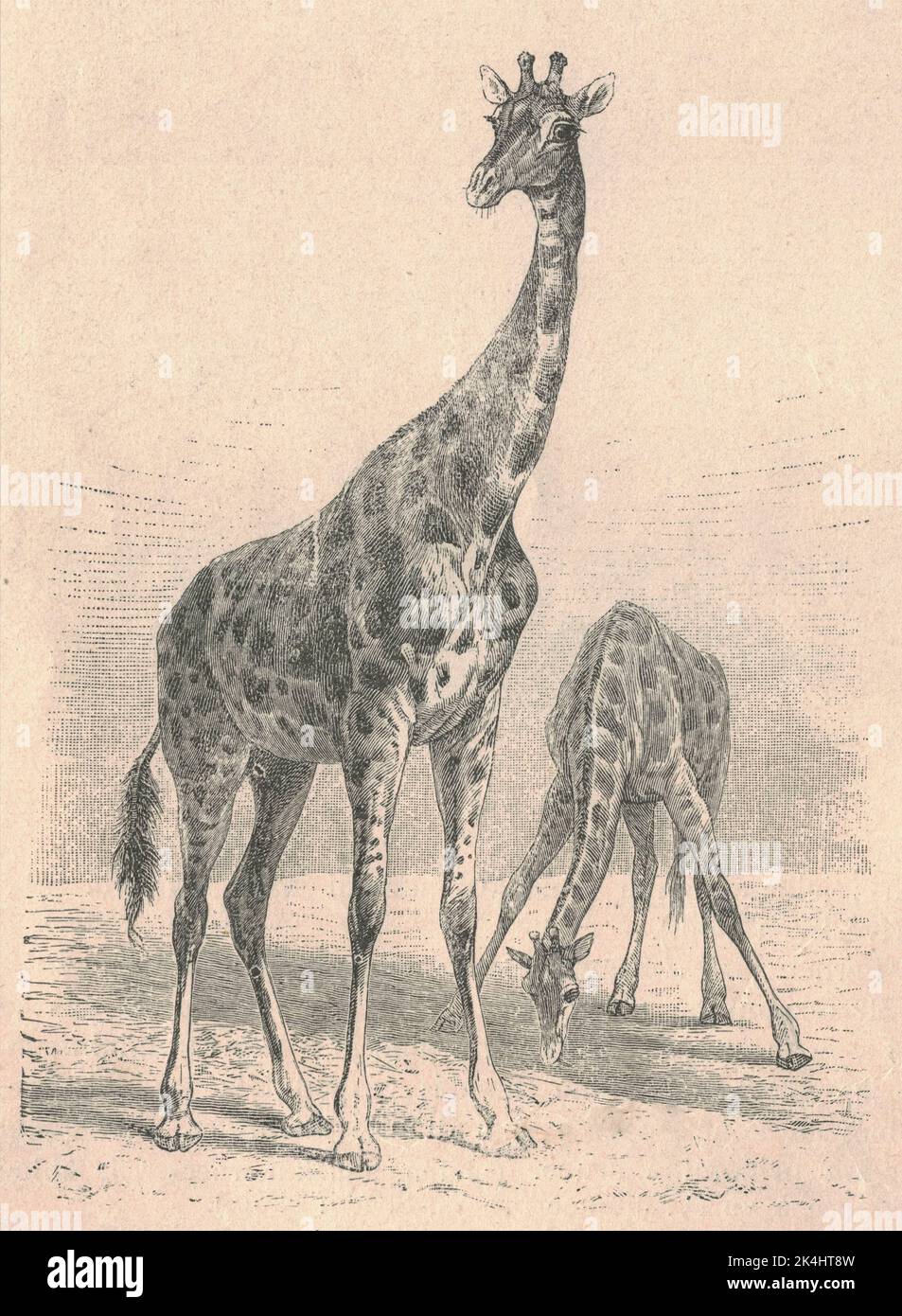 Antique engraved illustration of the giraffes. Vintage illustration of ...