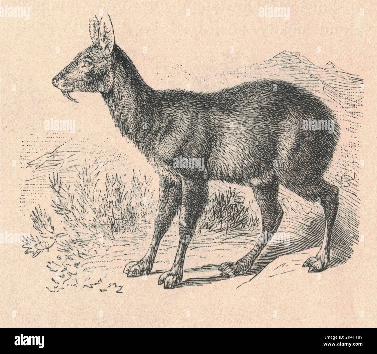 Antique engraved illustration of the musk deer. Vintage illustration of ...