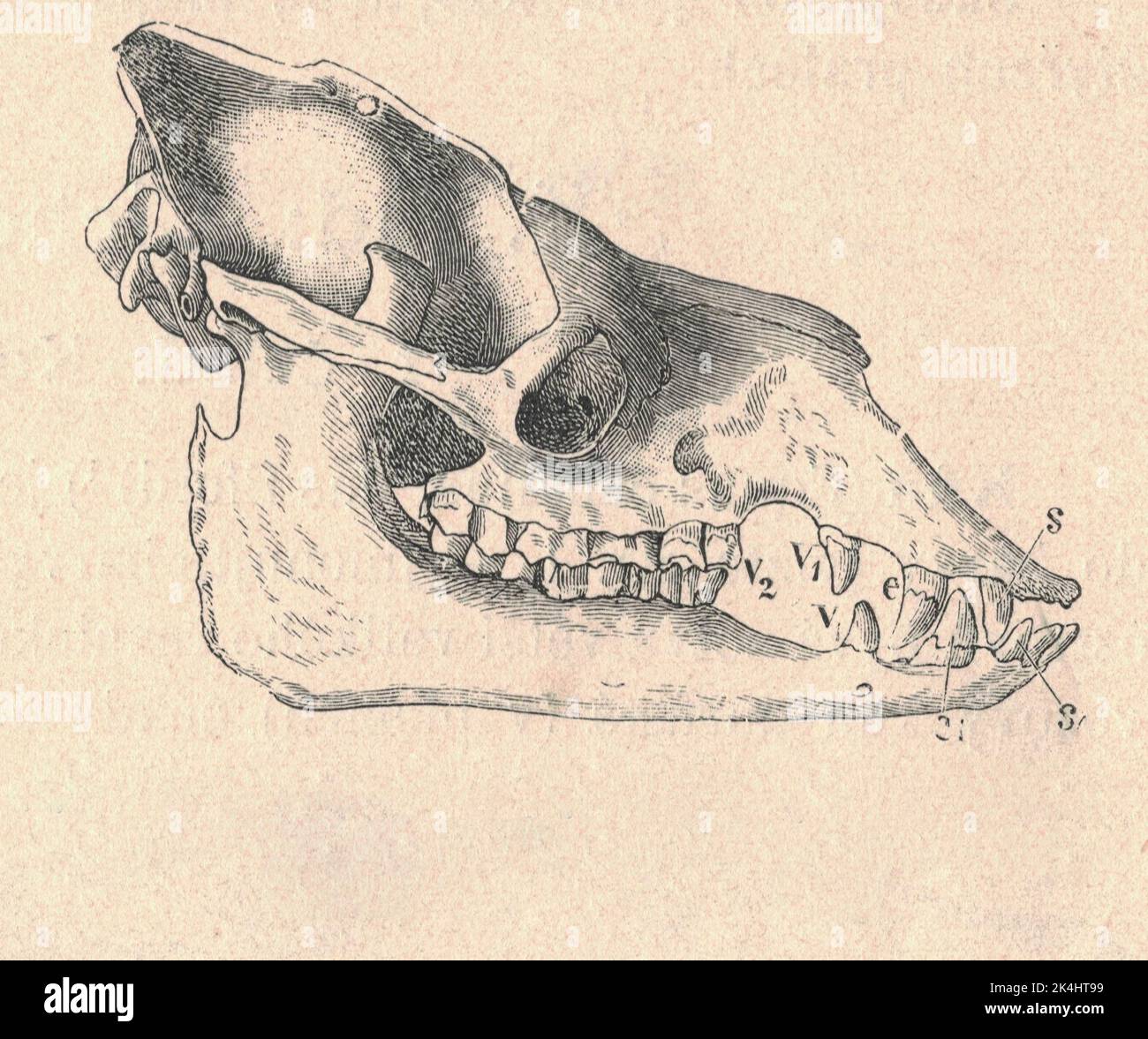 Antique engraved illustration of the Arabian camel skull. Vintage ...