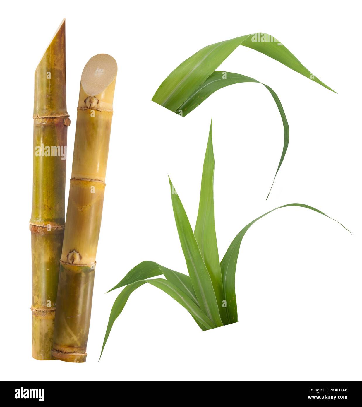 Single object of Sugar cane isolated on white background Stock Photo ...