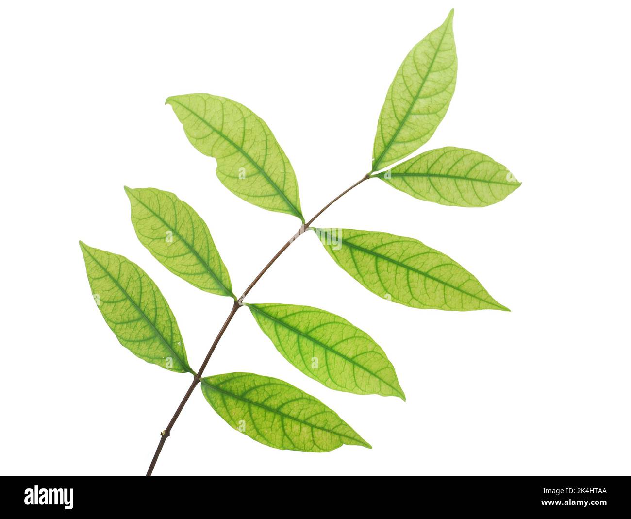 Exotic leaf frame spring Cut Out Stock Images & Pictures - Alamy