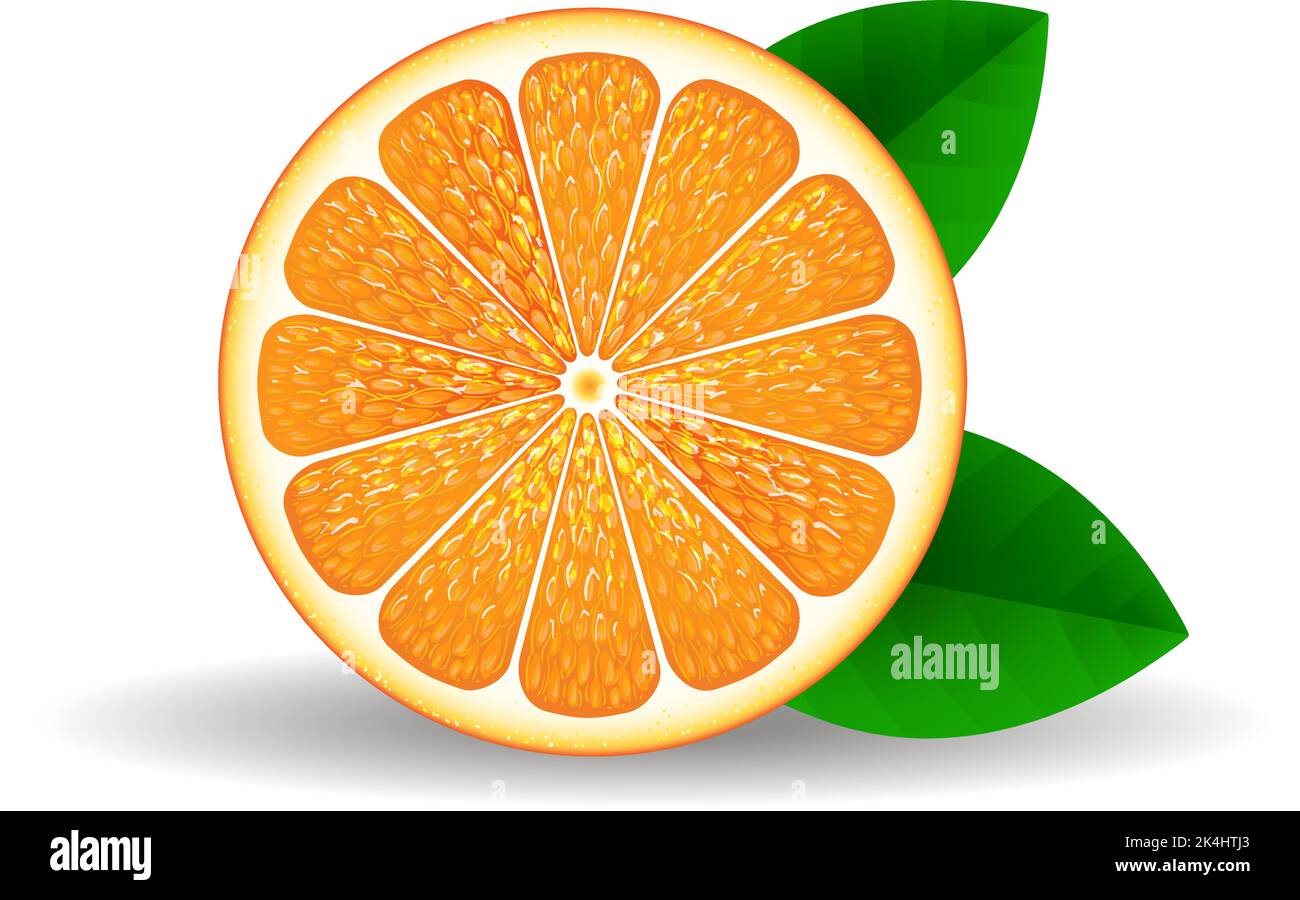 Realistic orange slice Stock Vector Image & Art - Alamy