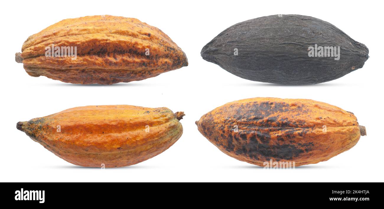 Cocoa fruits or Cacao fruits isolated on white background Stock Photo ...
