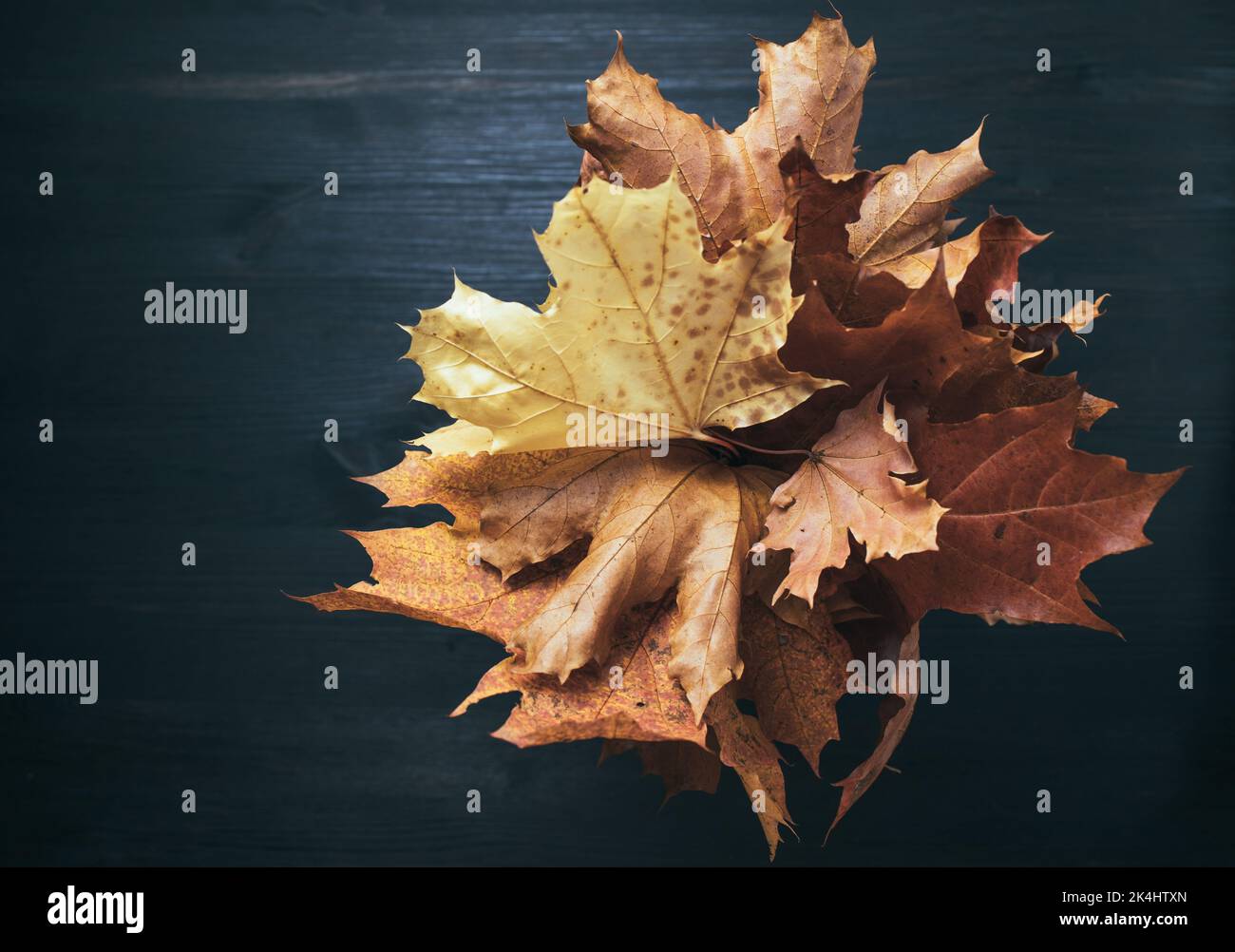 Leaves with dark background hi-res stock photography and images - Alamy