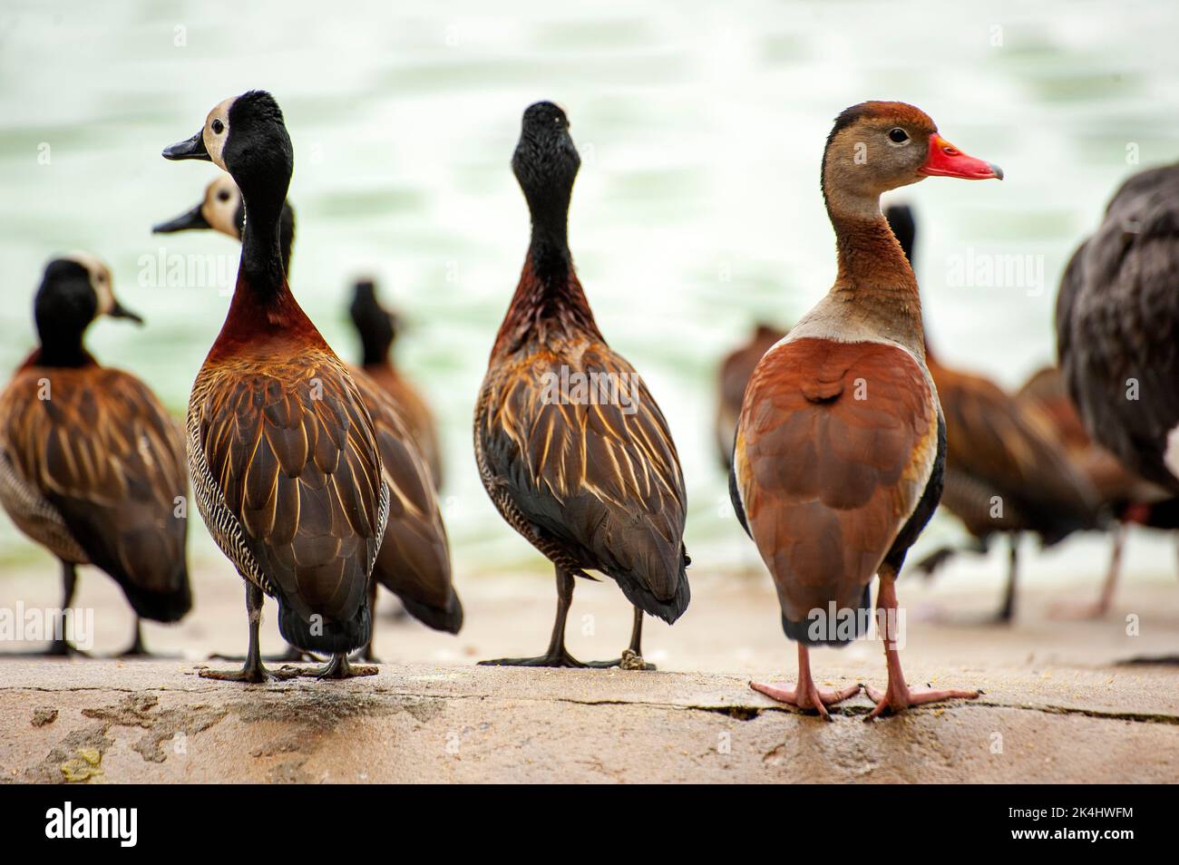 Egyptian geese (Alopochen aegyptiaca) and one Black-bellied Whistling ...