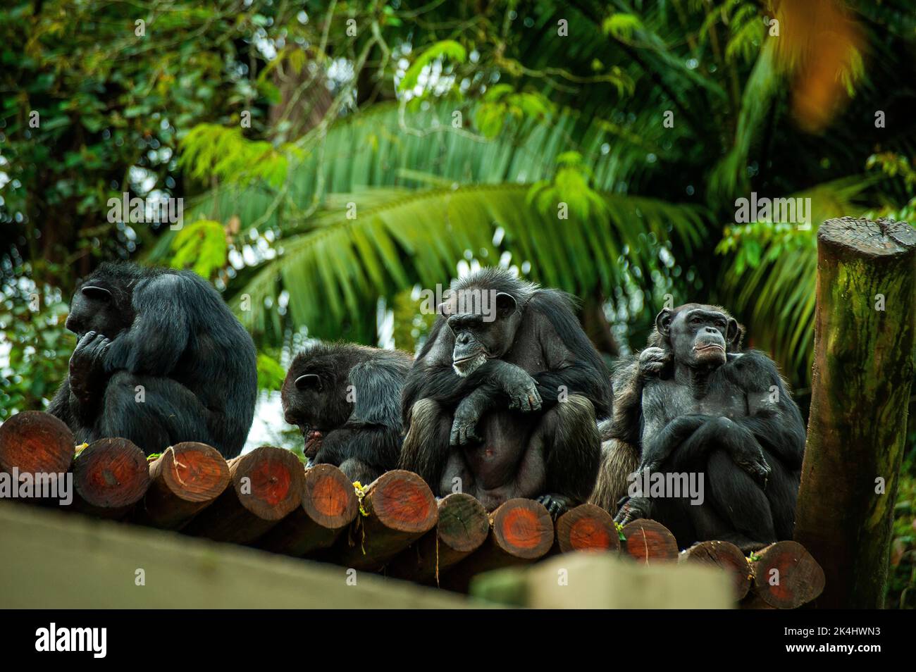 Chimpanzee, also known as chimp, showing their sociable behavior, is a ...