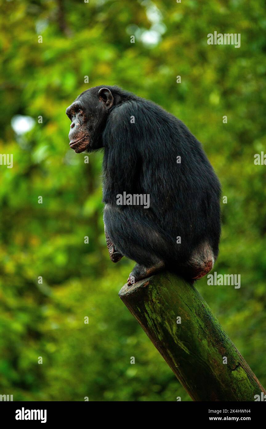 Chimpanzee, also known as chimp, is a sociable species of great ape ...